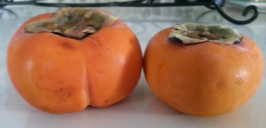 Overview Of Japanese Persimmon And Its Health Benefits | POGOGI ...